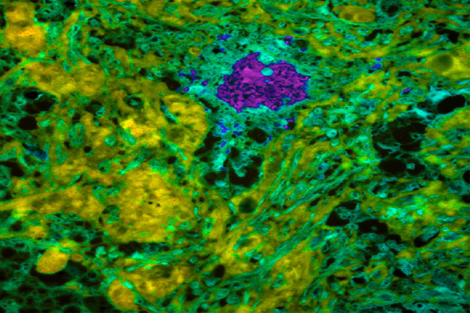 Applications - Hawk Biosystems